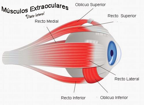 OftalmoPedia: Acercándonos a la Oftalmología: julio 2014