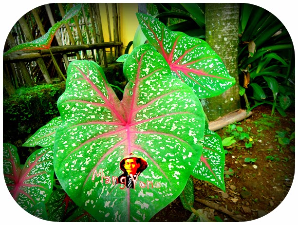 Bunga keladi / Bunga Talas tanaman yang gampang tumbuh dan mudah ...