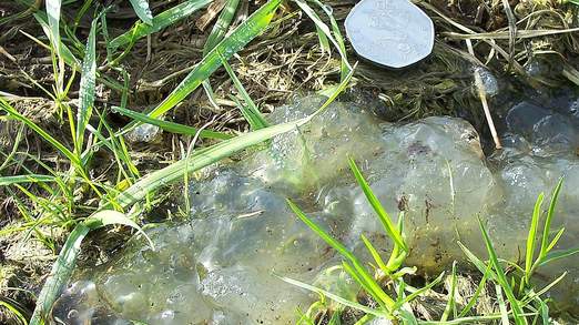 Green 'Space' Slime Baffles Nature Experts