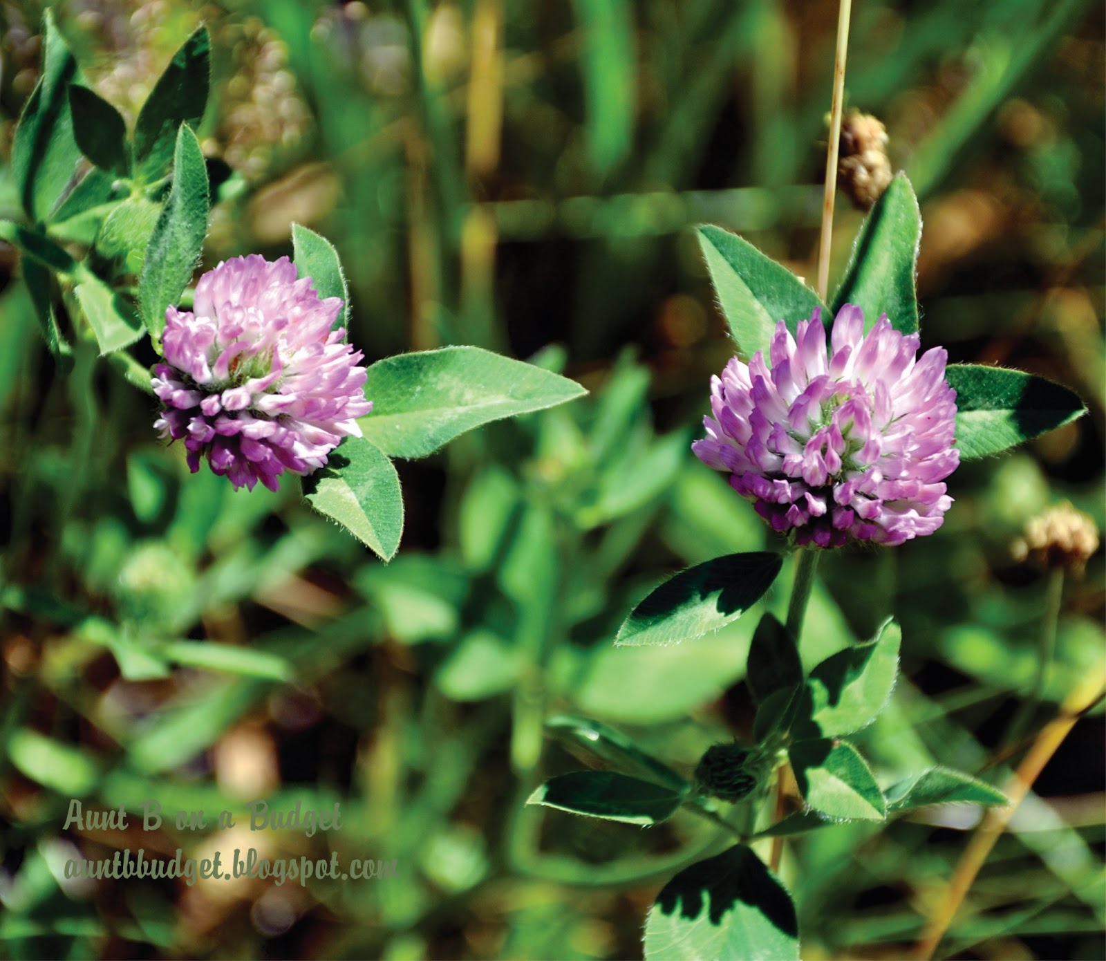 BethAnne on a Budget: Nature's Pantry; July 21