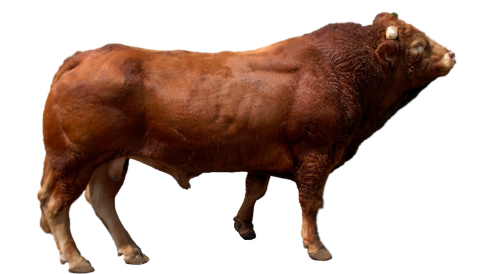 Jenis-jenis sapi,Keunggulan Jenis sapi dan kekurangannya. - farmingcenter