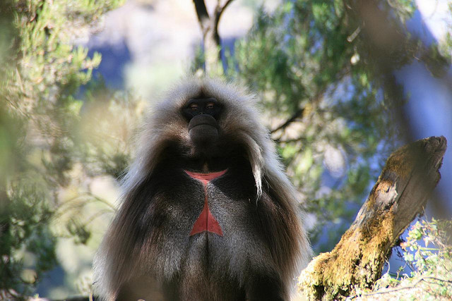 The Gelada: Unique Primate from the Roof of Africa | The Ark In Space