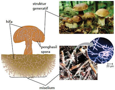 Ciri-ciri dan Reproduksi Fungi (Jamur) - MAHKOTA SAINS