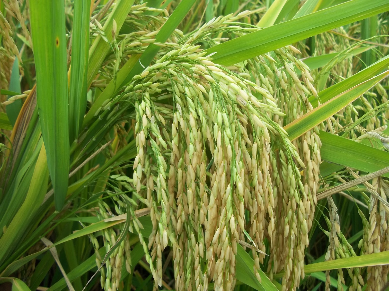 ANKUR SEEDS - SOUTH ZONE: Hybrid Paddy - 7434