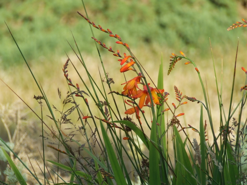Martin's Tuckerbag: Connemara National Park