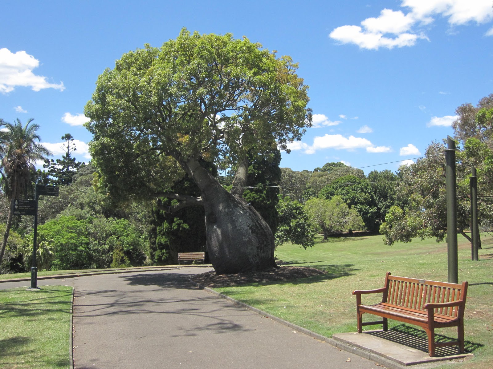 Sydney - City and Suburbs: Botanic Gardens, tree