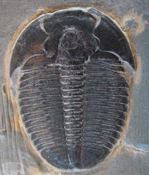 Fossils and Other Living Things: Agnostus pisiformis ~ Mystery of the ...