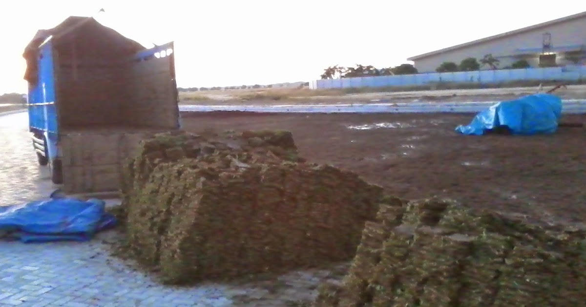jual rumput taman, lapangan golf, sepak bola, gajah mini, jepang ...