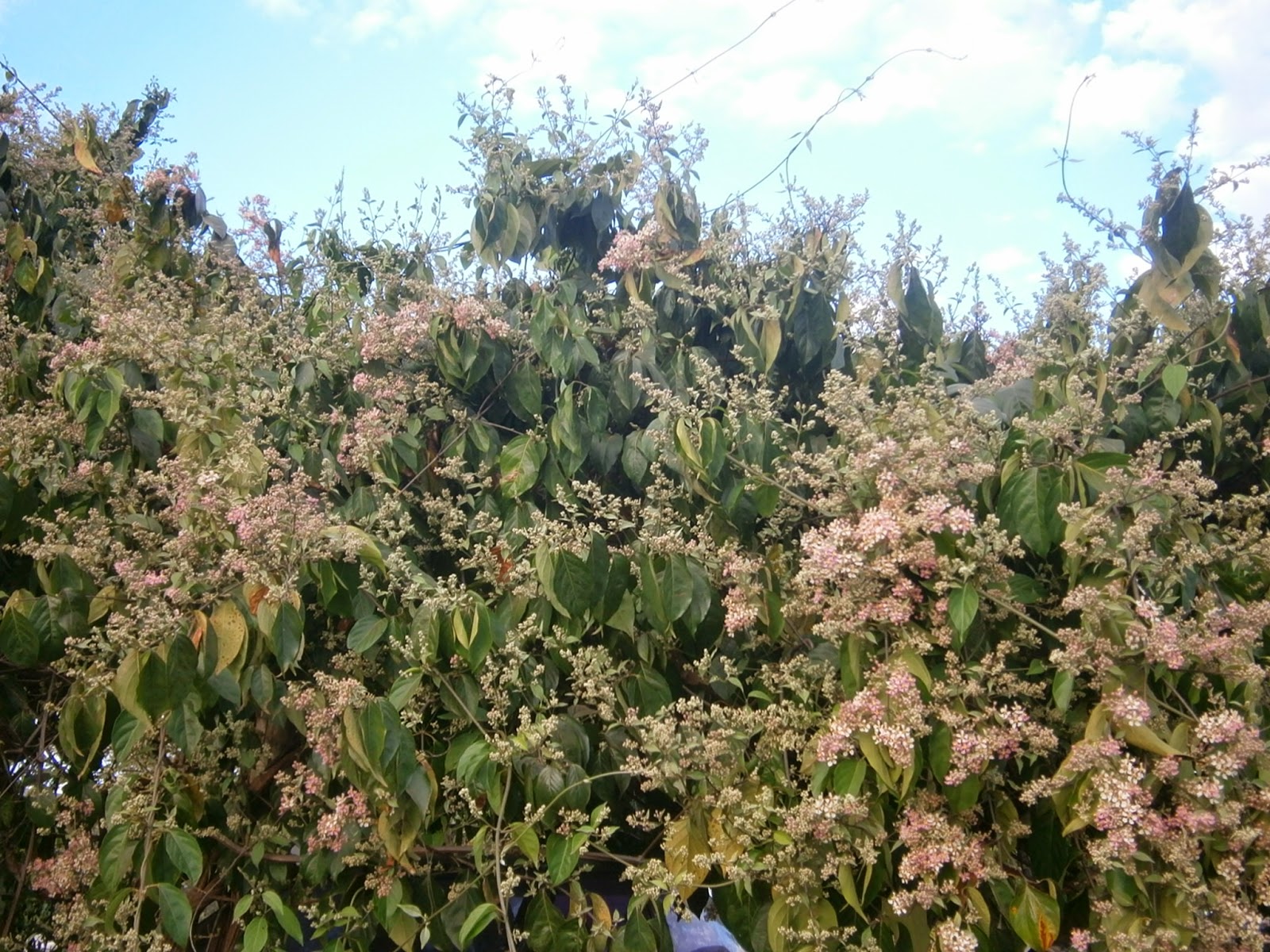 Zelando pela Chacrona e pelo Jagube: Segunda Floração do Jagube!