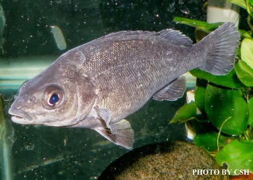 金魚&水族快訊Goldfish & Aquarium Messages: 澳洲月光寶石鱸(Bidyanus bidyanus)