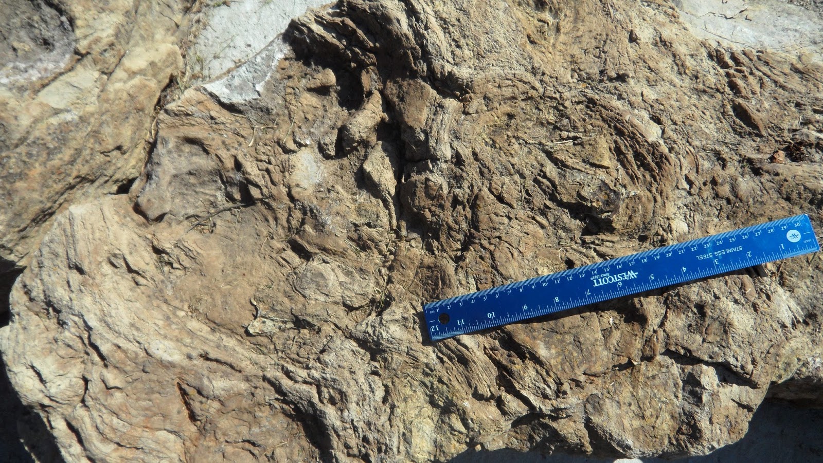 Fossils and Geology of Lanark County, Ontario: The Metcalfe Geoheritage ...
