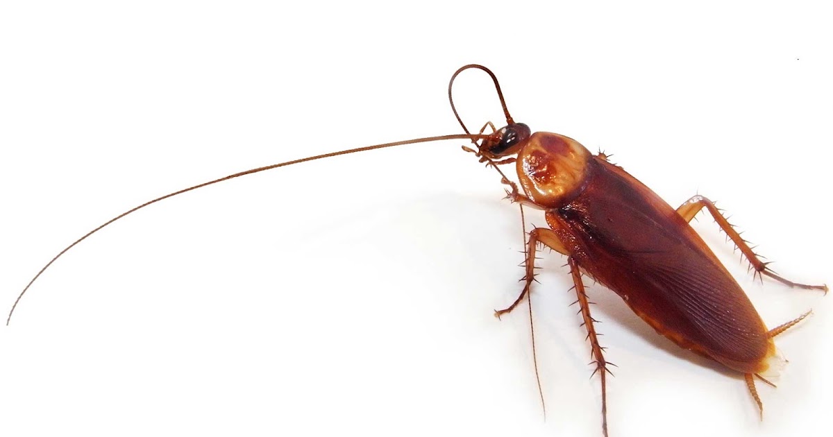 Healthहिंदी Discovery Sci india: Cockroach information English