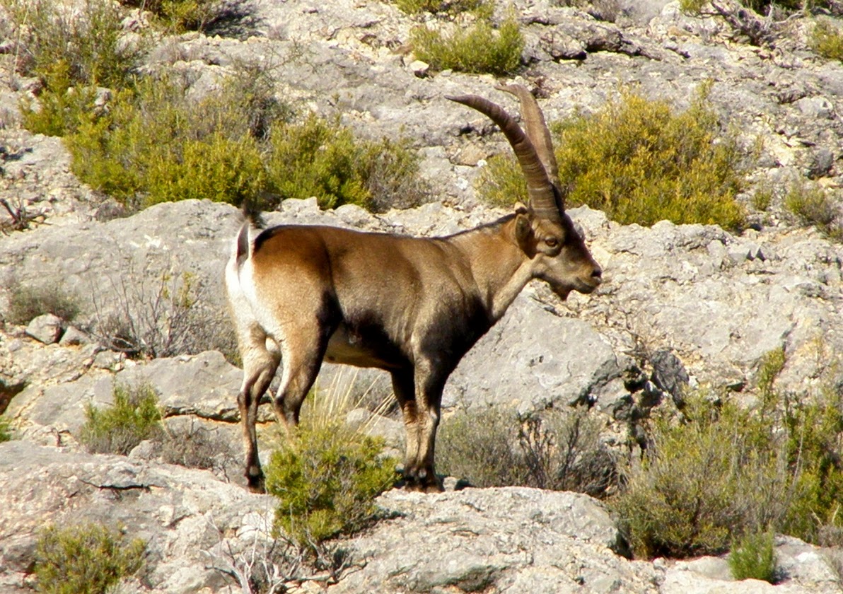 Blog de ornitología y observaciones en la naturaleza: Bajo Martín ...