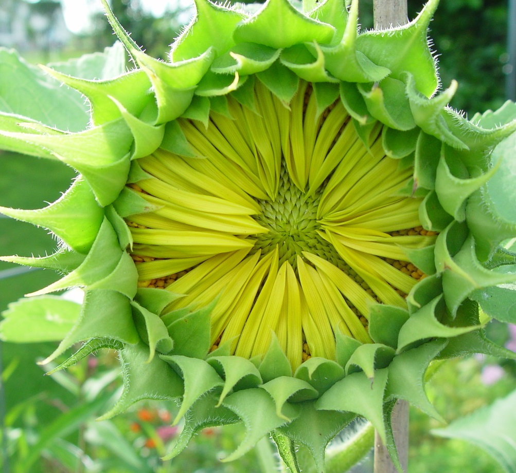 Wild Wild Woods: sunflowers