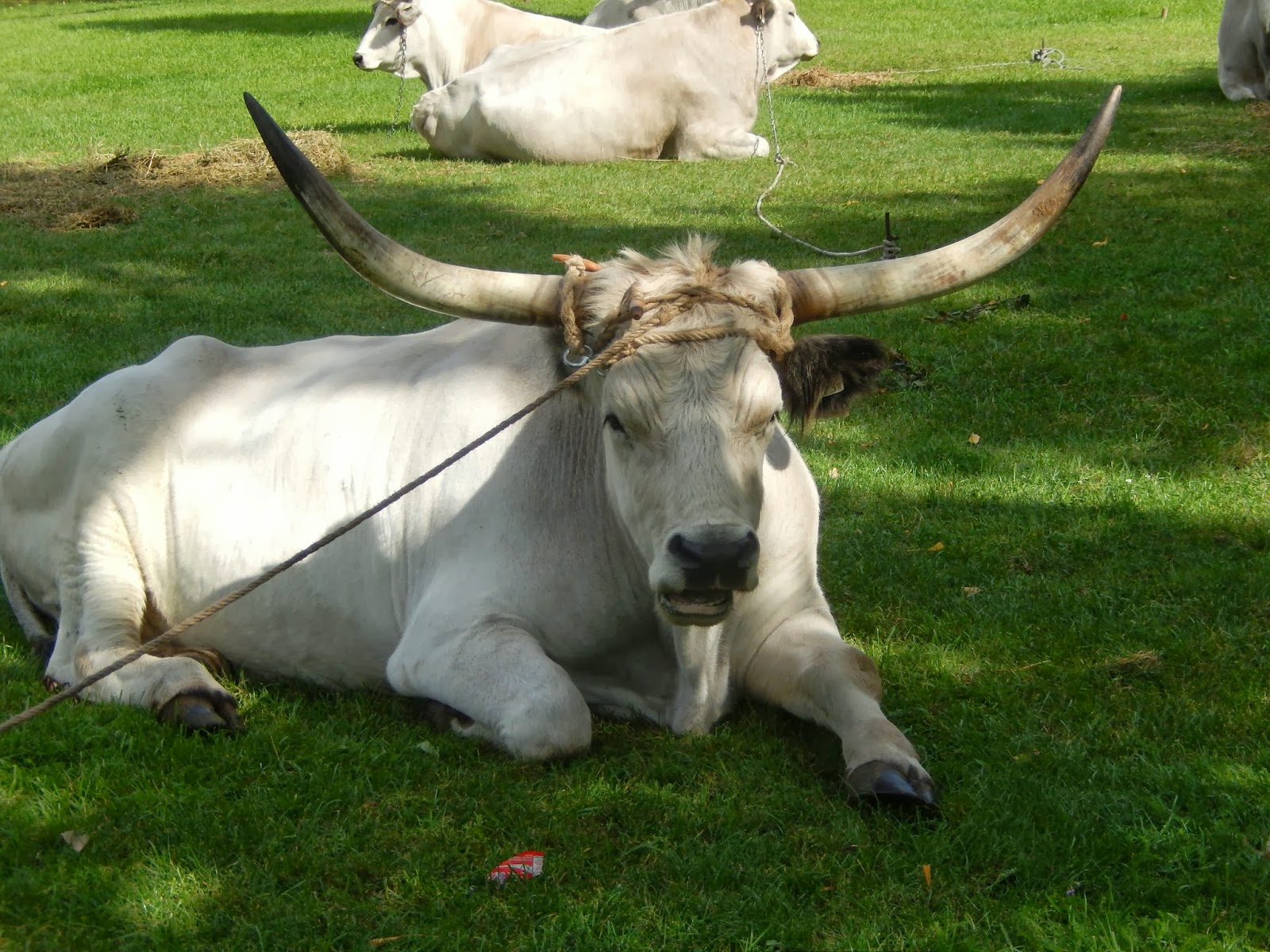 Dumneazu: Longhorns and Buffalo: Home on the Range!