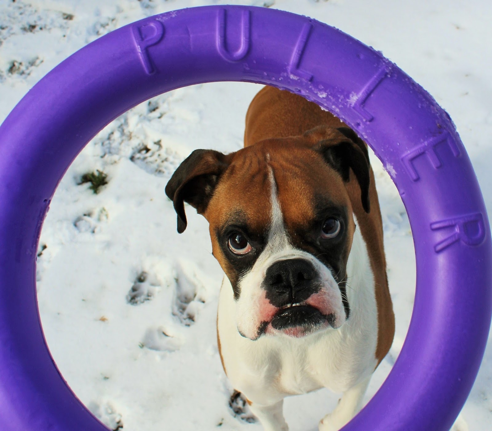 Dog Madness: Puller An Unique Interactive Training Device For A Healthy ...