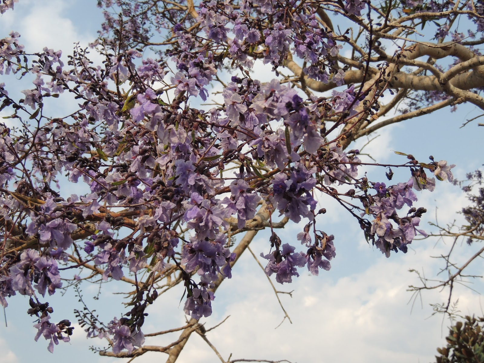 Fabaceae - Leguminosae no Brasil: Fabaceae - Bowdichia virgilioides ...