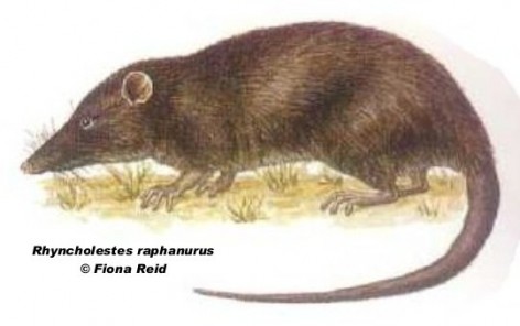 Argentina nativa: Comadrejita trompuda (Rhyncholestes raphanurus)
