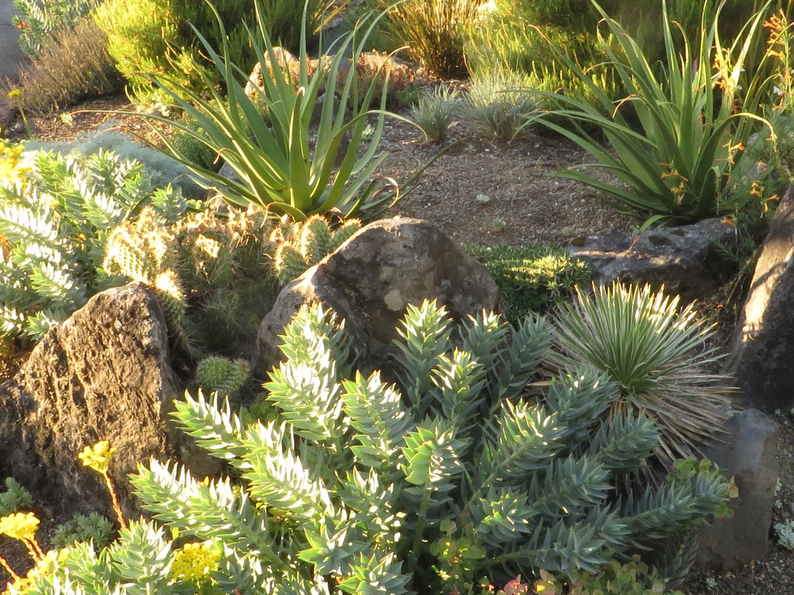 A Nursery Owner's Garden: Xera Plants