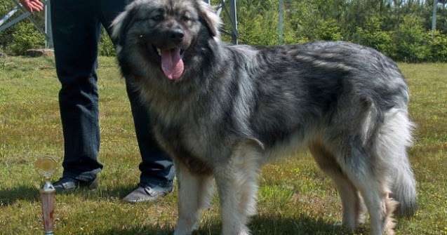 Cães & Cães: Kraski Ovcar - 03