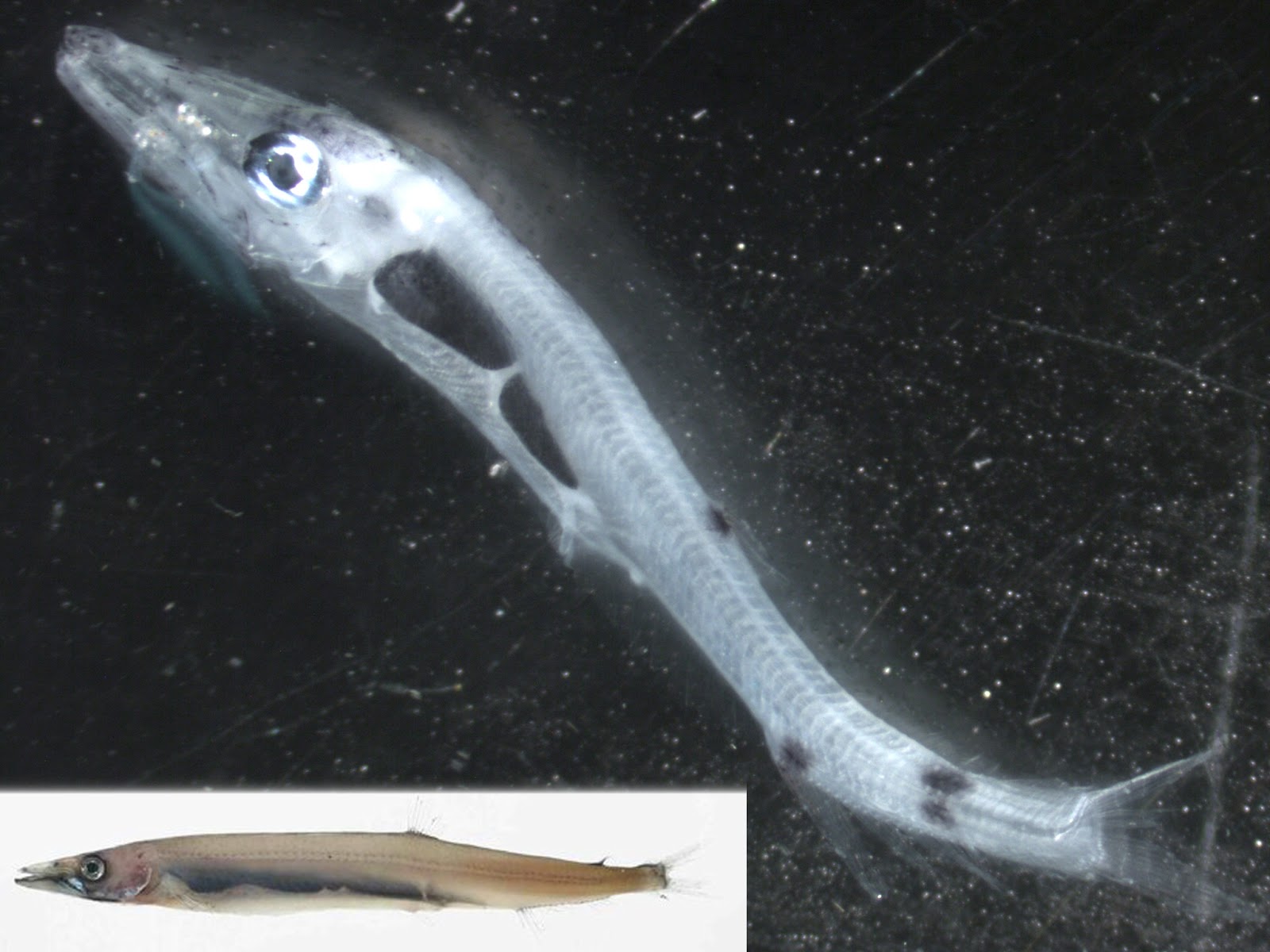 The Nancy Foster Chronicles: Fish Findings