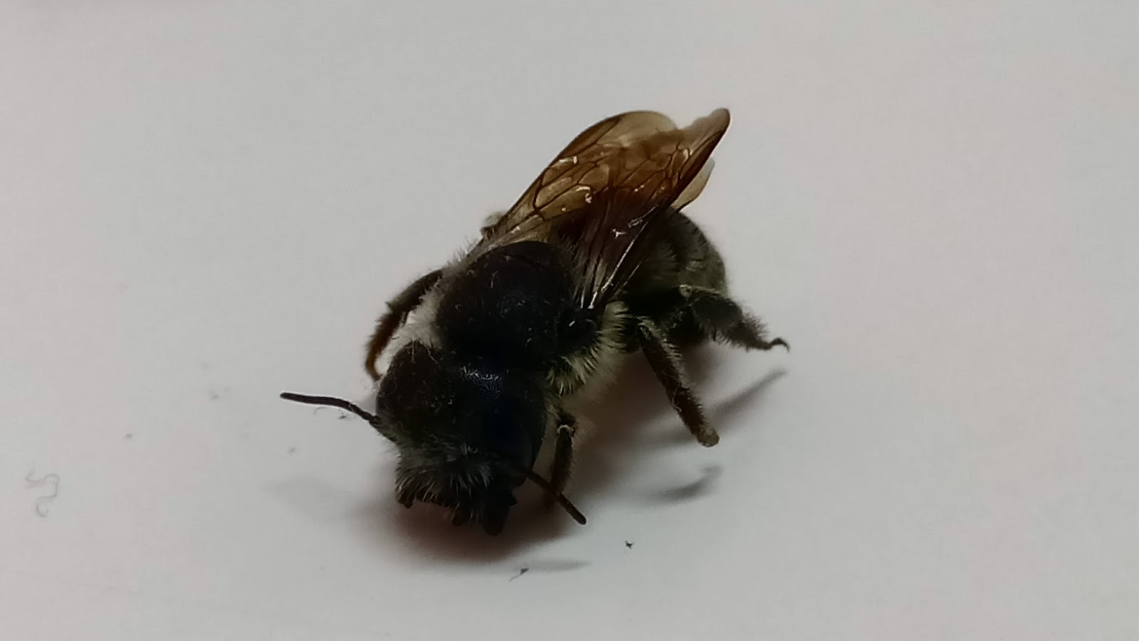 Au Jordi: 26/4/18 Anatomia d'una abella