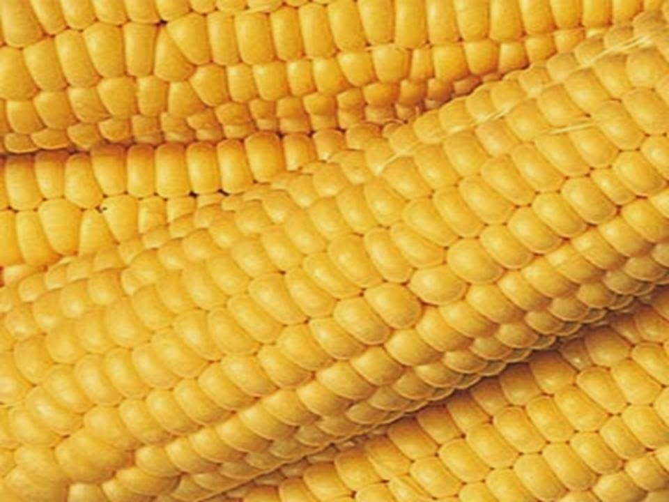 Wiese Acres: Sweet Corn- Su? Se? Sh-2? What Does It All Mean?