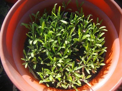 HOW TO GROW NIGHT-SCENTED STOCKS FROM SEED |The Garden of Eaden