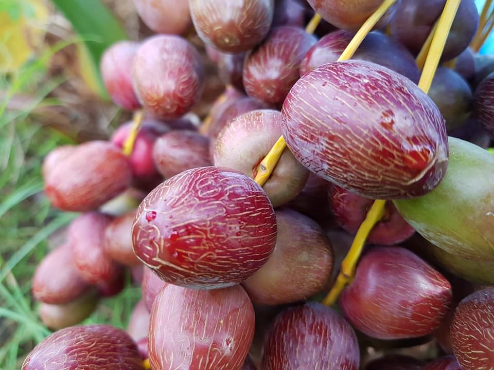 Bagaimana Cara Agar Pohon Kurma Berbuah di Indonesia? Ini Rahasianya
