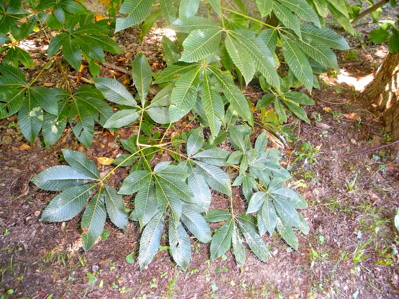 Memphis Trees: July 2014