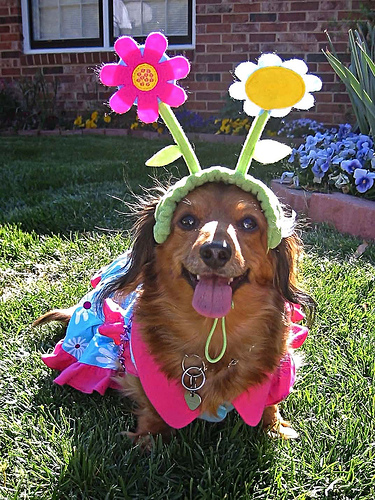 Dog Abc: Dog Easter Dress