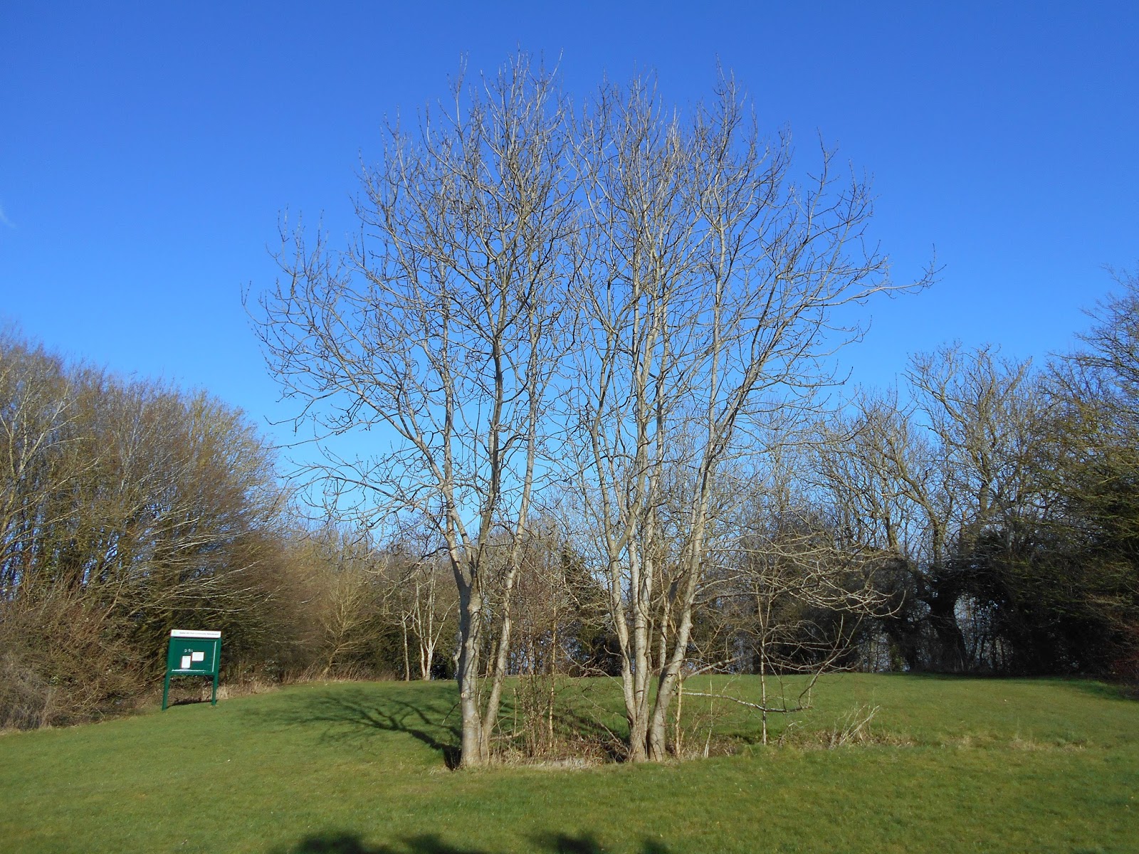 Tony's Blog: Ash, birch and spruce