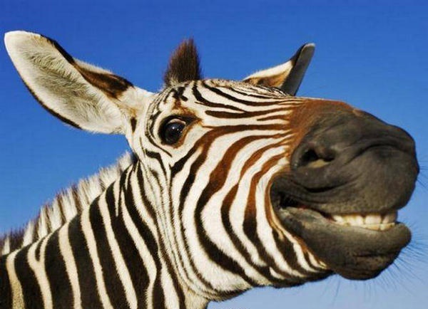 Animals With Smiley Faces ~ Big Fun - The Fun Blog