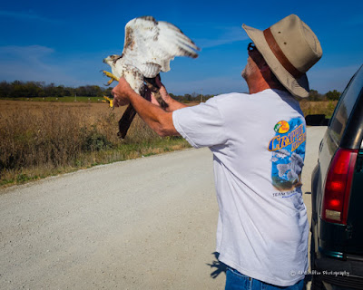 Our Eyes Upon Missouri: Hunting the Red-Tailed Hawk