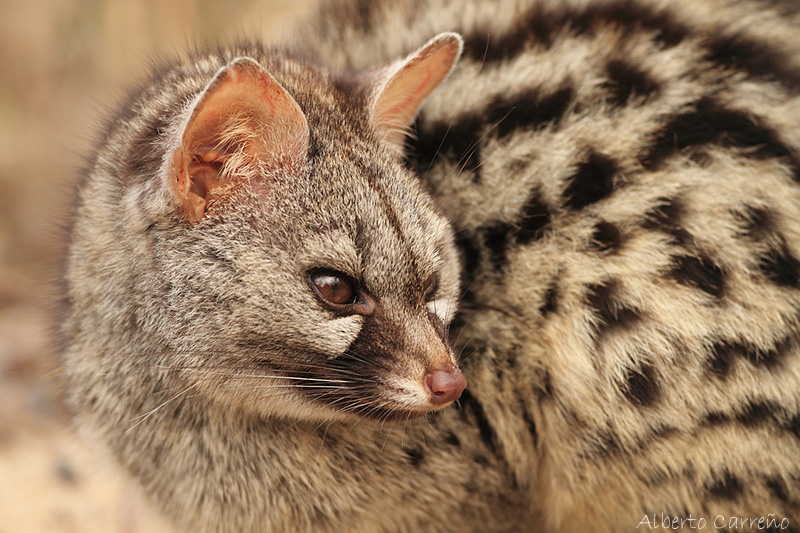 De paseo por la naturaleza: La gineta. Sombra en la noche.
