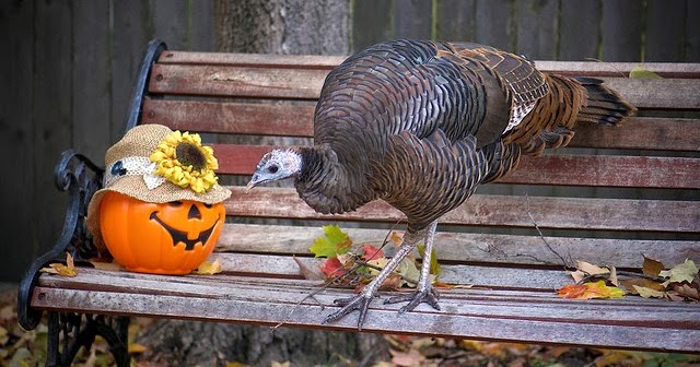 benchsite: Troy's Thanksgiving Turkey Benches