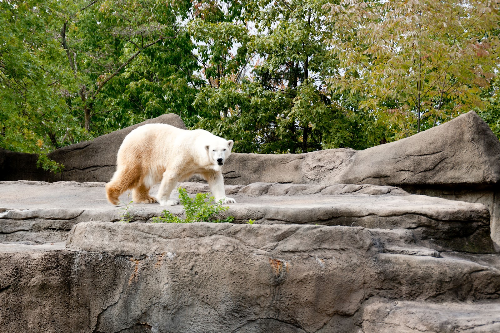 Cleveland City Guide: The Cleveland Zoo | Tiny Sputniks