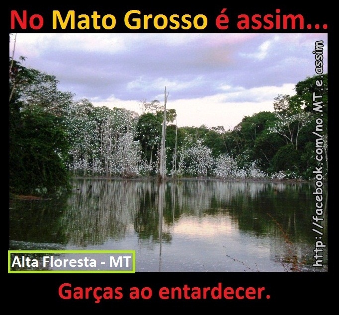 No Mato Grosso é assim!: Alta Floresta - MT...