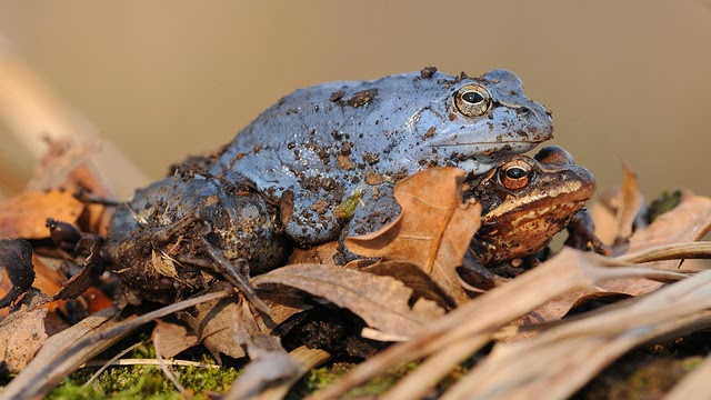 The Frog that Turns Blue | The Ark In Space