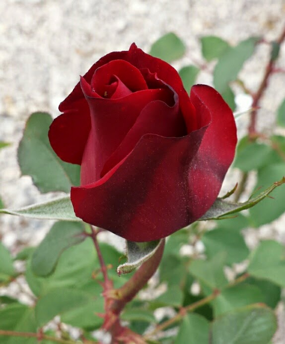 Star Nursery Blog: Desert Rose