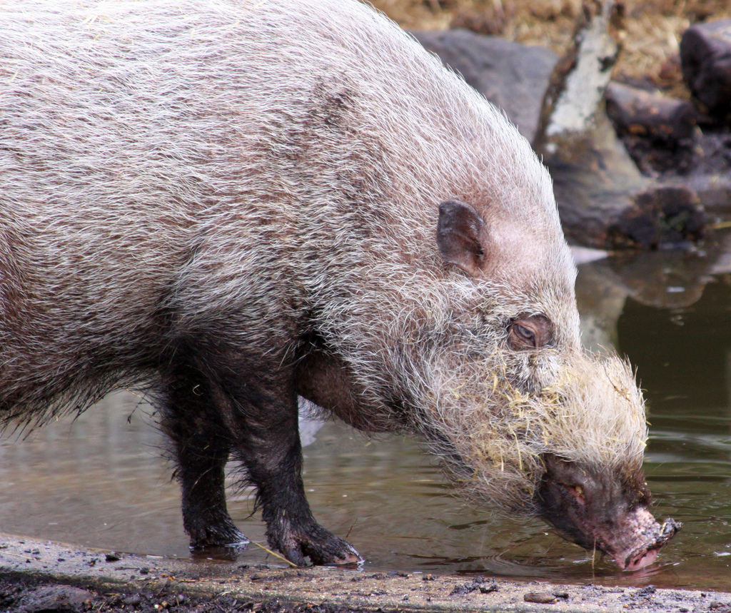 Real Monstrosities: Bearded Pig