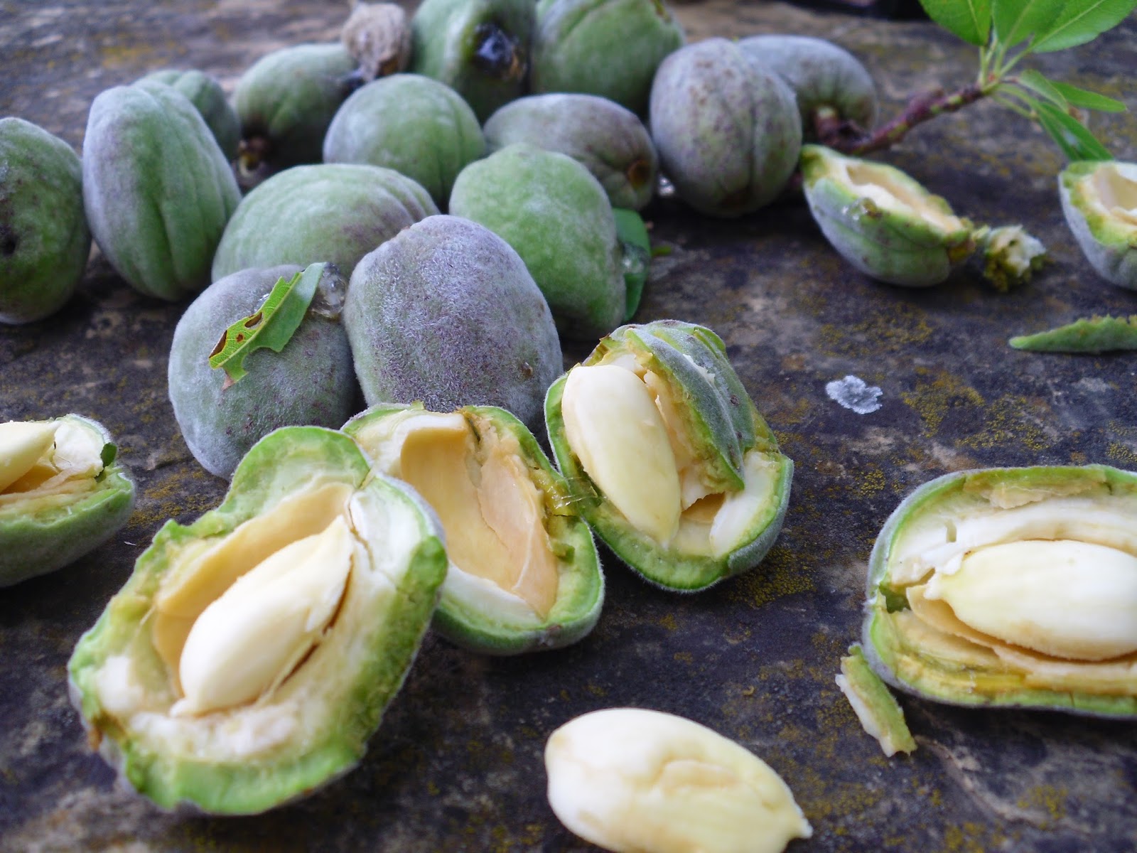 Gastronomia Salvatge i Cuina Silvestre: Ametllons, les ametlles tendres