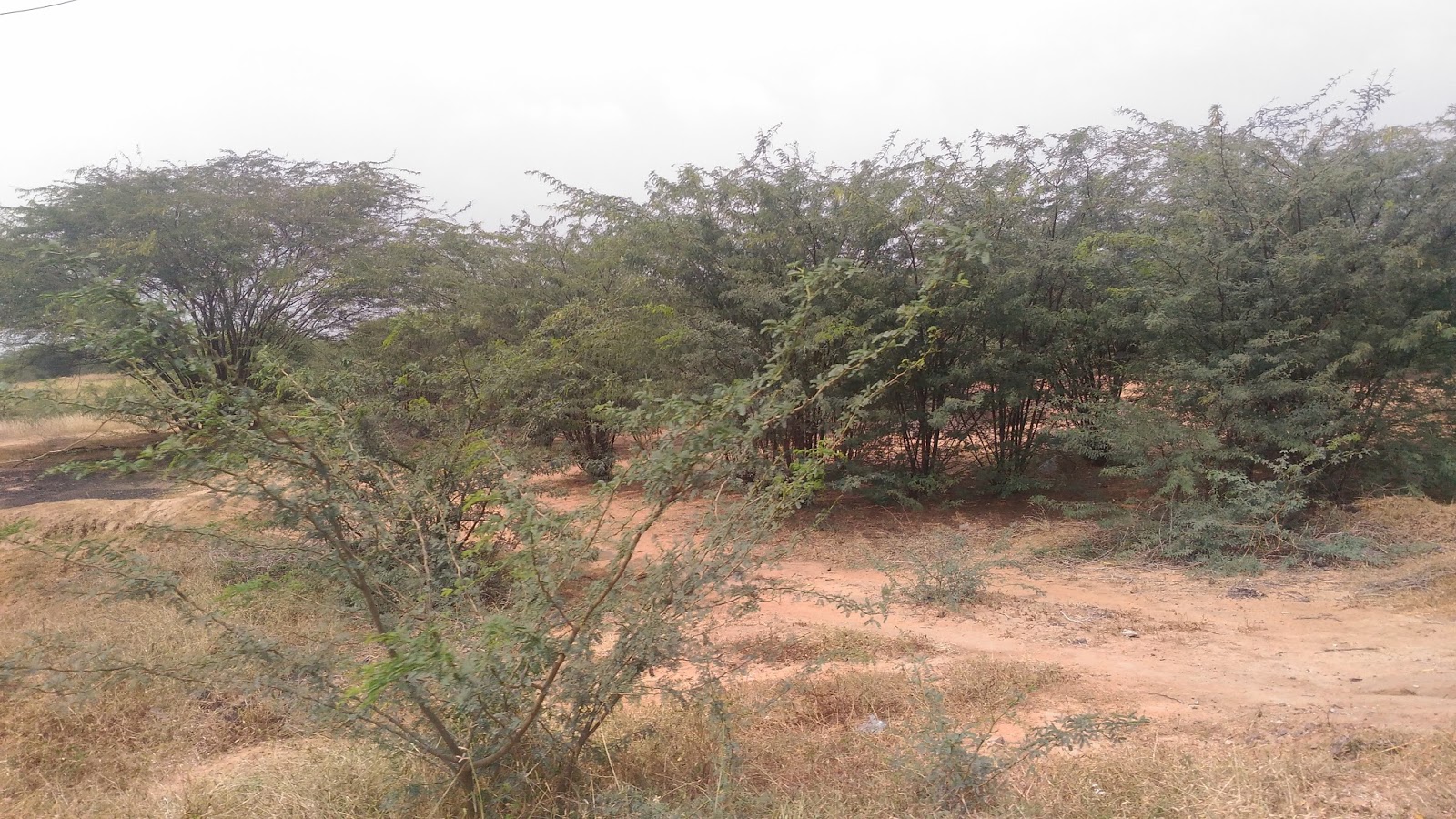 SRI BALAJI REALS: Solar Project Land for sale in Kamuthi Ramanathapuram ...