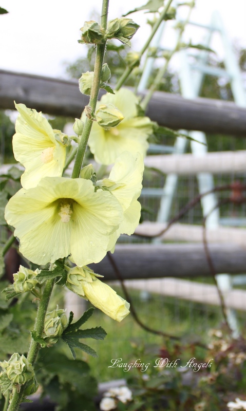 Grace Gardens: It can't be the middle of August!