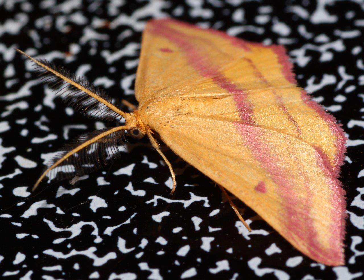 Sarah Lynn's Nature's Splendor: Chickweed Geometer Moth