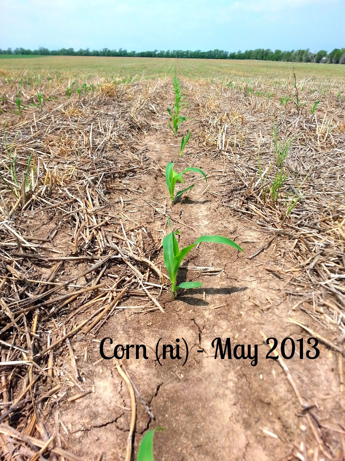In Between the Sunsets of Life: A Farmer's Love