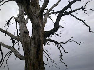 Ollie the Traveling TP Roll: dead tree in rural Illinois