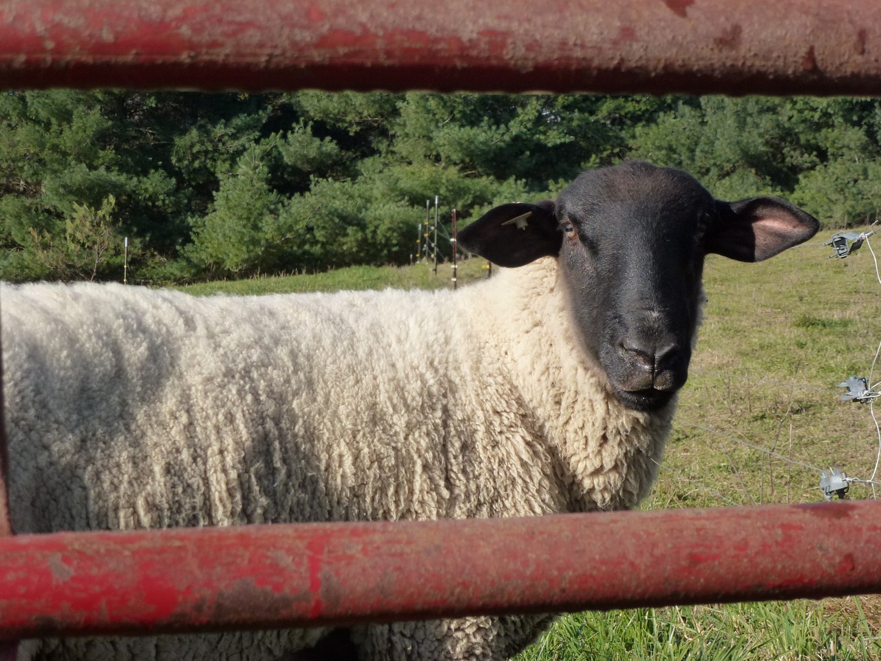 Homestead Hill Farm: A Brown-Eyed Handsome...Ram