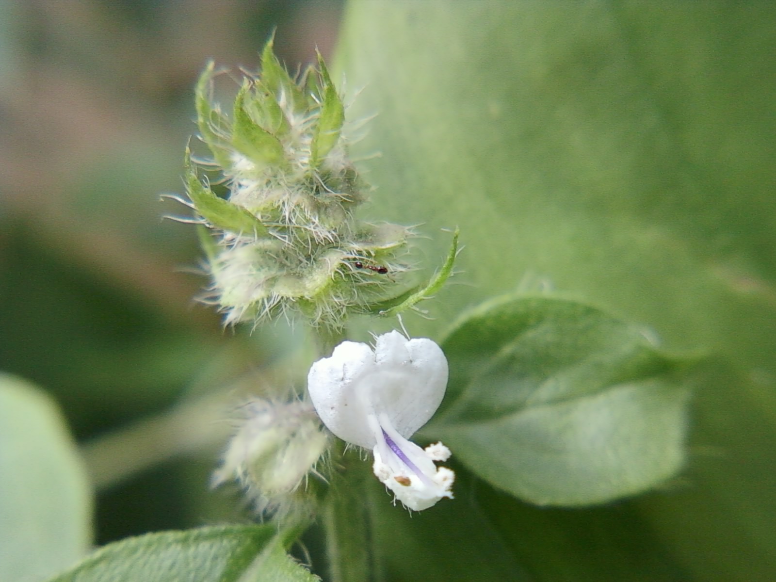Hasil Foto Macro, Bunga 10, Kemangi | o2 fresh