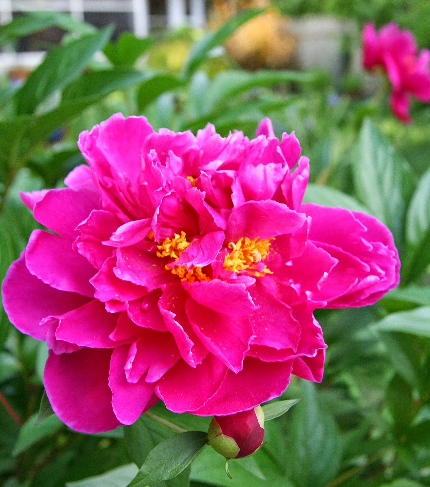 Daffodils & Daydreams: Big Peonies and Tiny Radishes